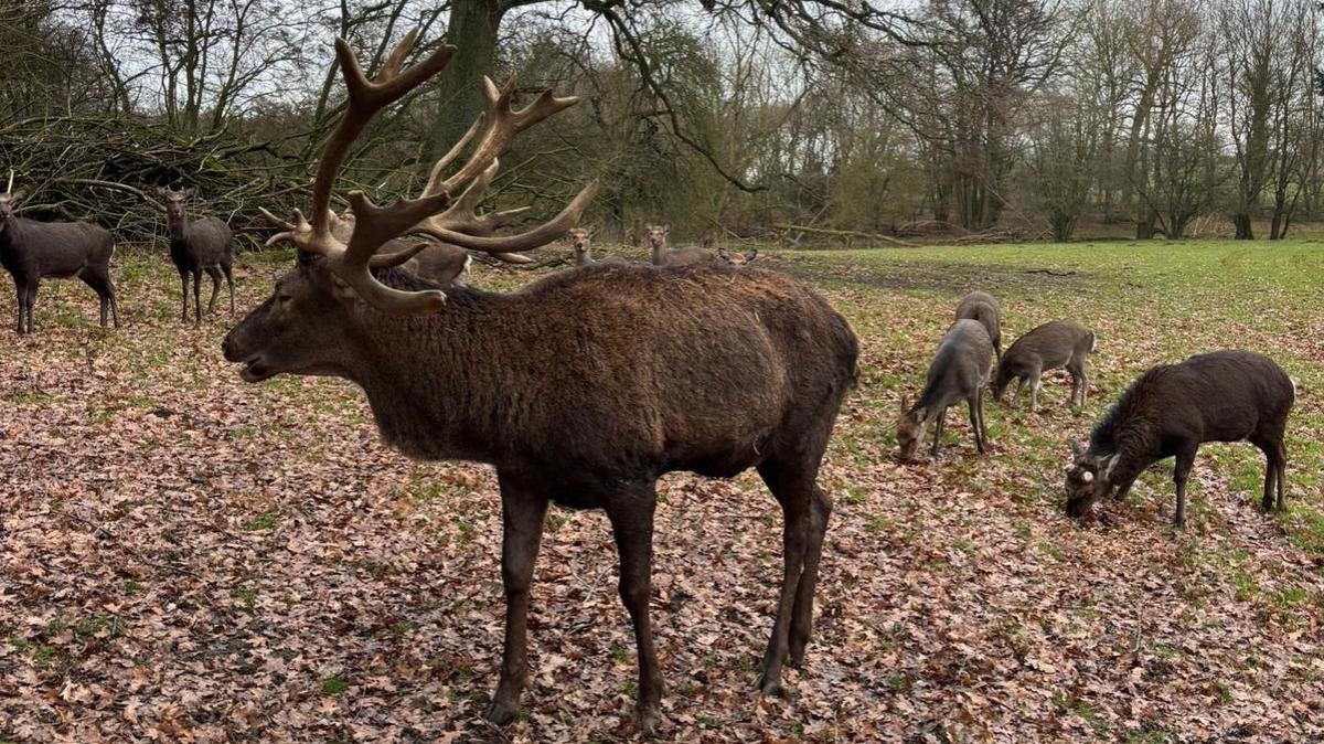 Wildpark Malente: Hirsch Harry nach Mecklenburg umgesiedelt