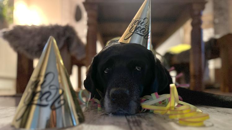 Tipps von Tierärztin: So überstehen Haustiere am besten Silvester | SHZ