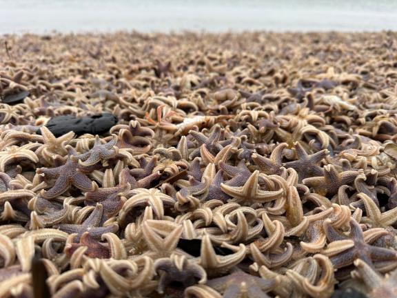 Millionen von Seesternen kilometerweit auf Sylt angeschwemmt