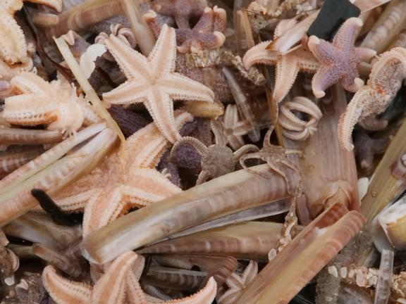 Millionen von Seesternen kilometerweit auf Sylt angeschwemmt