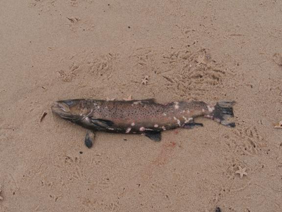 Millionen von Seesternen kilometerweit auf Sylt angeschwemmt