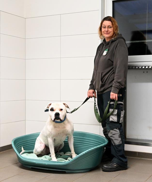 Aggressive Hunde im Tierheim Rendsburg: Alarmierende Zunahme