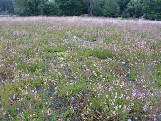 Samenspende mal anders: Die Heide von Vaale blüht bald in Peissen