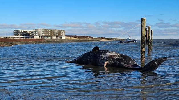 Toter Pottwal vor Sylt angespült: Kadaver birgt Explosionsgefahr