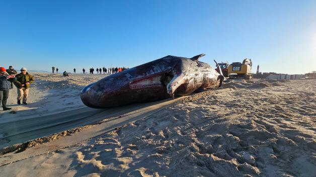 Der tote Pottwal auf Sylt stellte Experten vor Herausforderungen.