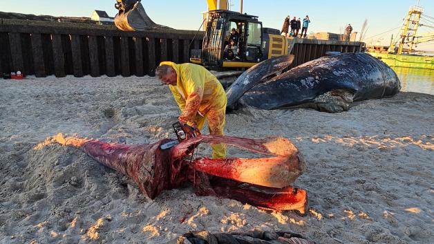 Der tote Pottwal auf Sylt stellte Experten vor Herausforderungen.