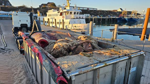 Wal-Bergung auf Sylt: Wissenschaftler sammeln Proben