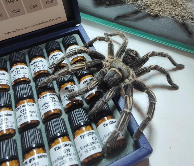 Heilpraktiker John-David Svahn will Tieren in Delmenhorst helfen