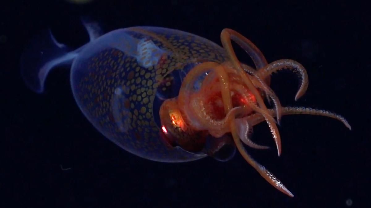 Lebender Koloss-Kalmar gefilmt nahe Sandwichinseln