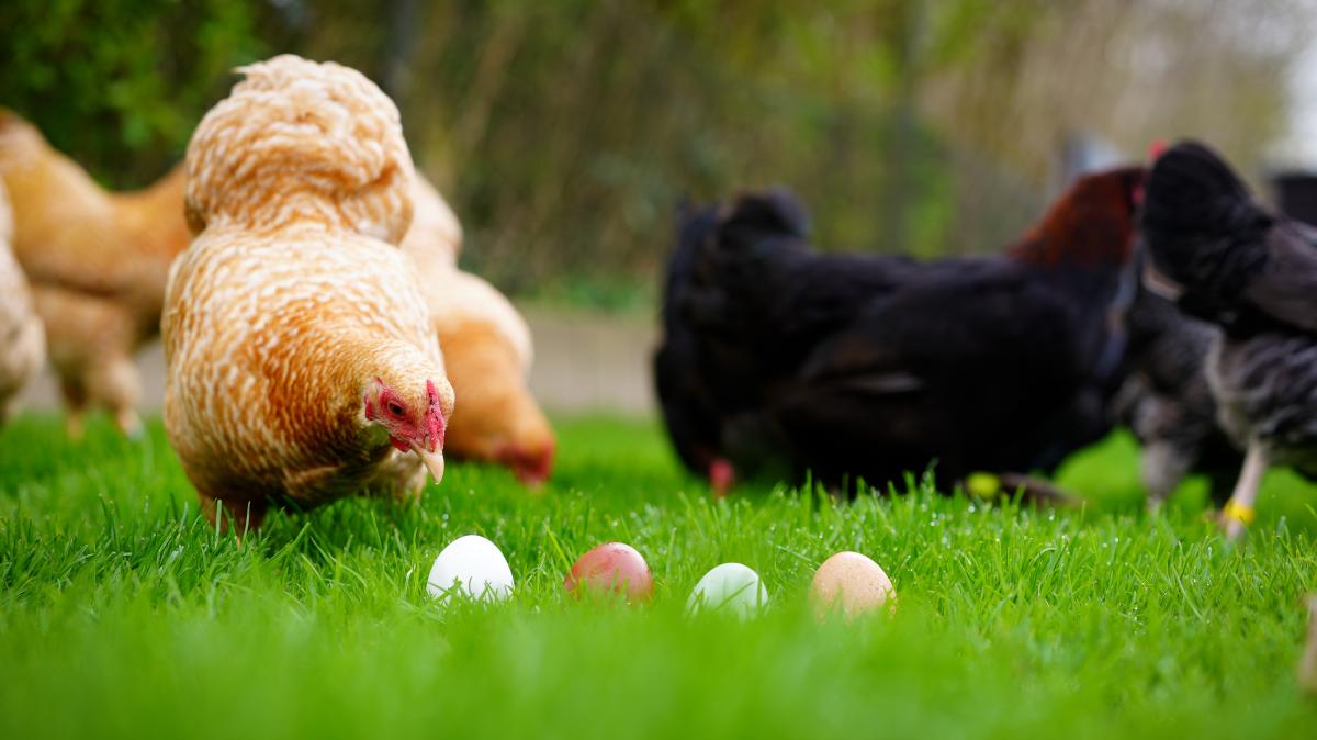Huhn Frisst Eier
