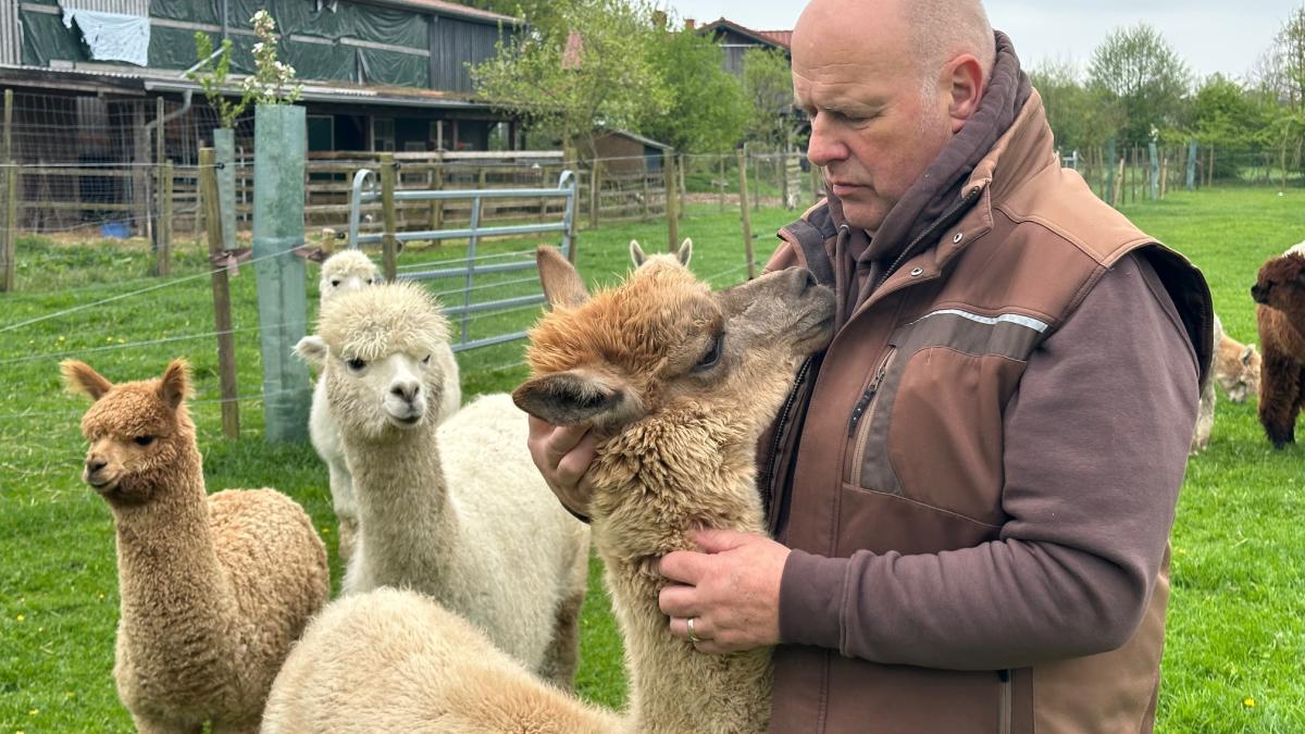 Elche in Schweden, Kühe im Kreis Pinneberg:Tiere gucken entspannt