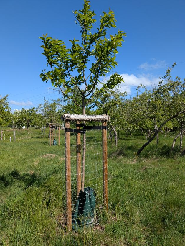 Experten geben Tipps: So bekommt man den perfekten Apfelbaum