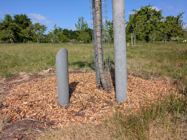 Experten geben Tipps: So bekommt man den perfekten Apfelbaum