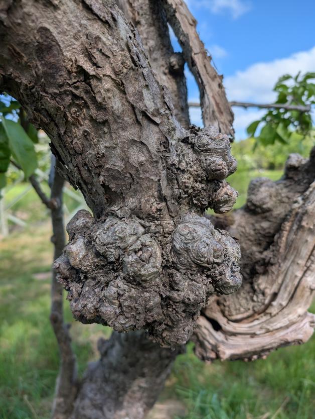 Experten geben Tipps: So bekommt man den perfekten Apfelbaum
