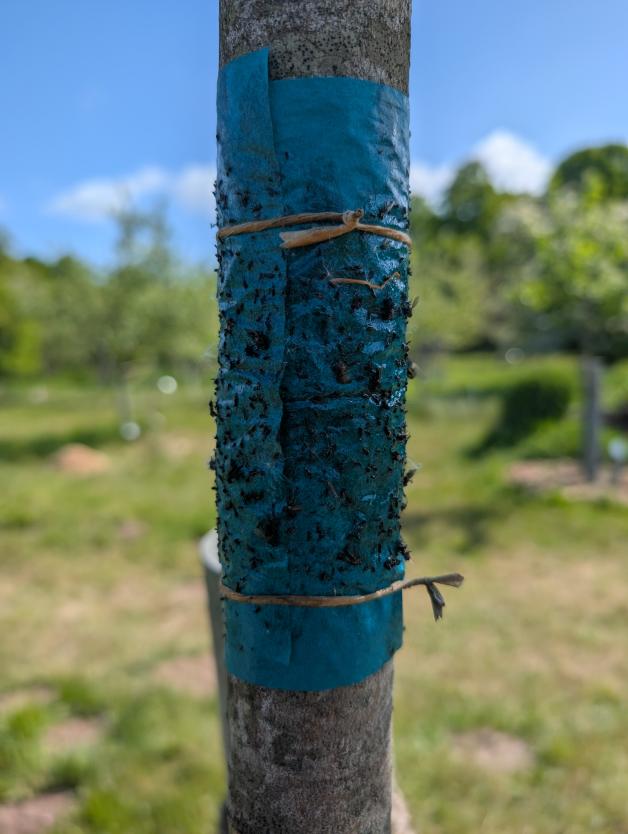 Experten geben Tipps: So bekommt man den perfekten Apfelbaum