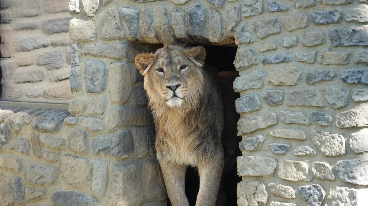 Zoo Osnabrück: Start 2025 ein Erfolg, aber Kasse weiter knapp
