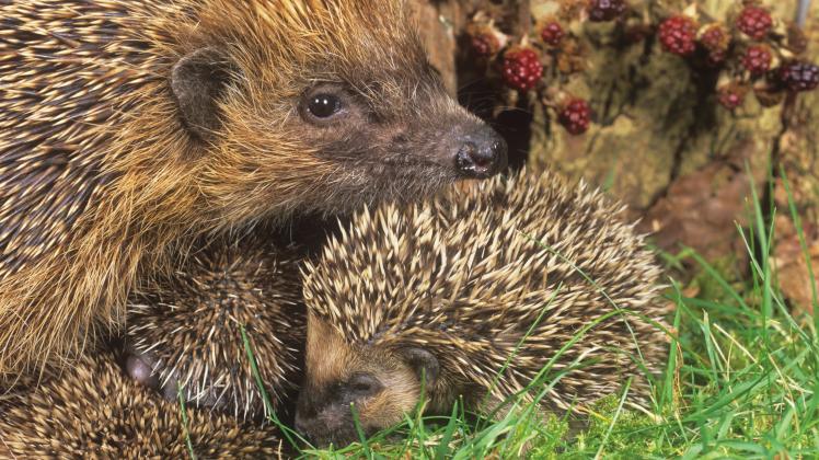 Igel in Not- Das können Gartenbesitzer und Kommunen tun