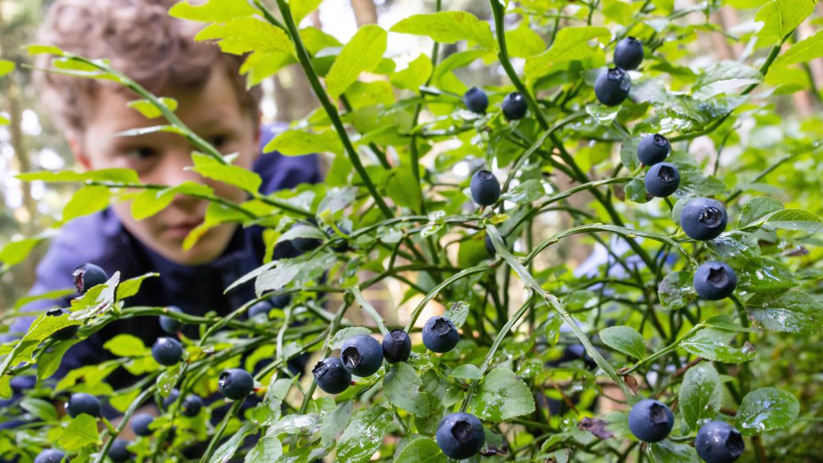 Heidelbeeren Selber Pflucken