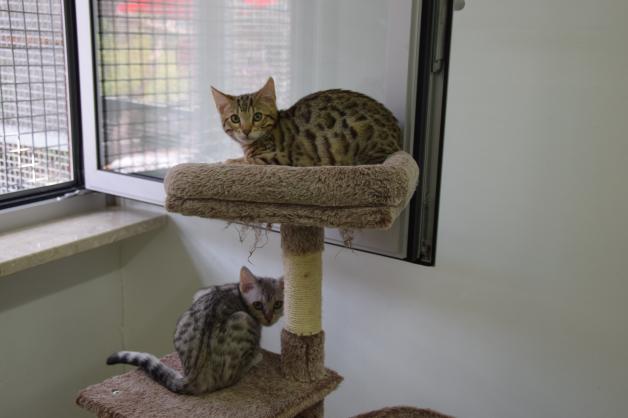 Tierheim Rendsburg überfüllt: Zu viele Tiere, kaum Personal