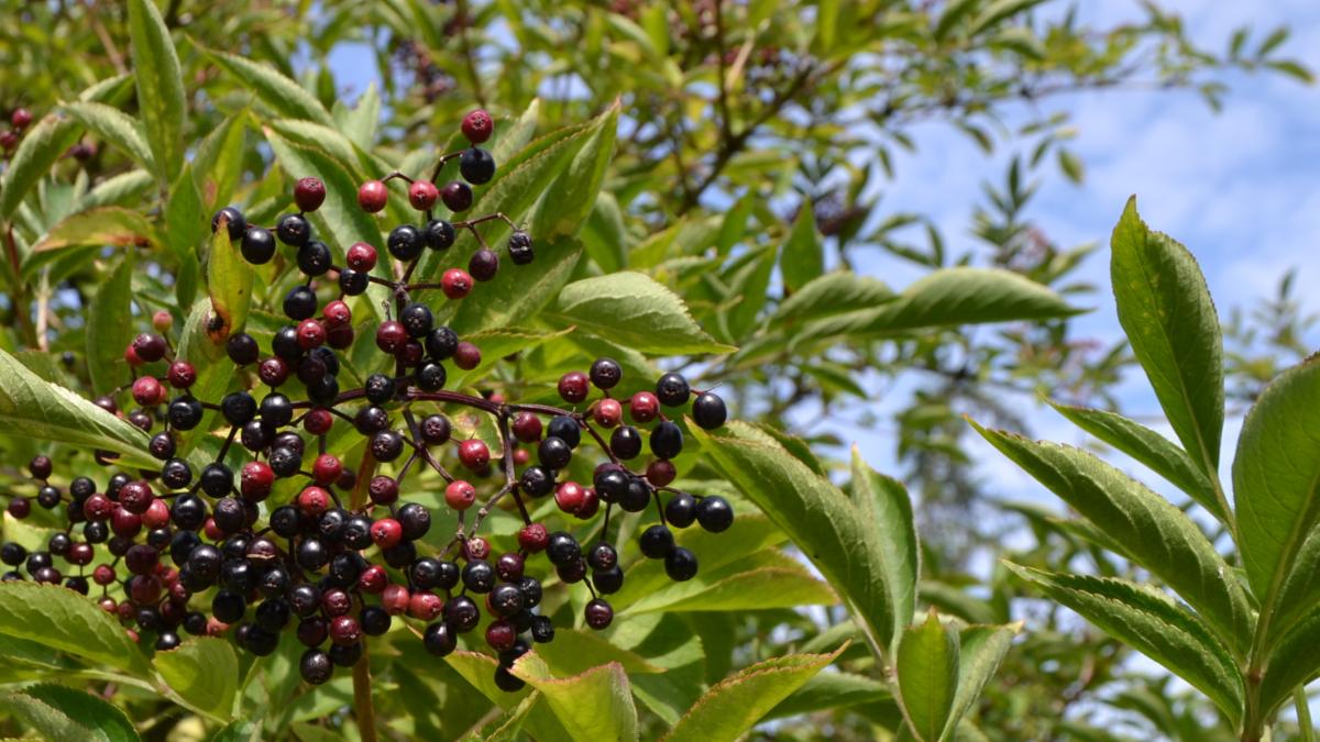 Heilpflanzenwanderung „Wildbeeren“ am Freitag den 29. August