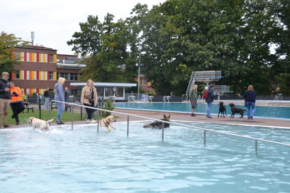 Hundeschwimmen in Quickborn: Smudo, Enya und Co. erobern Freibad