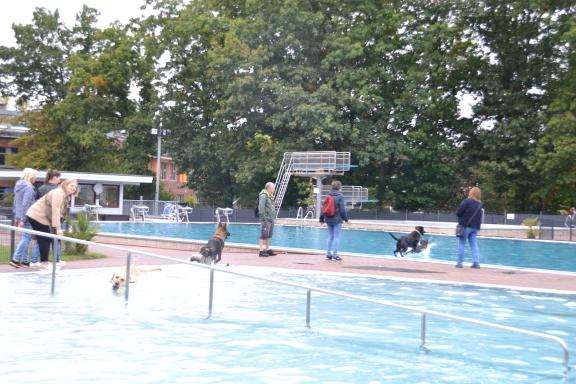 Hundeschwimmen in Quickborn: Smudo, Enya und Co. erobern Freibad