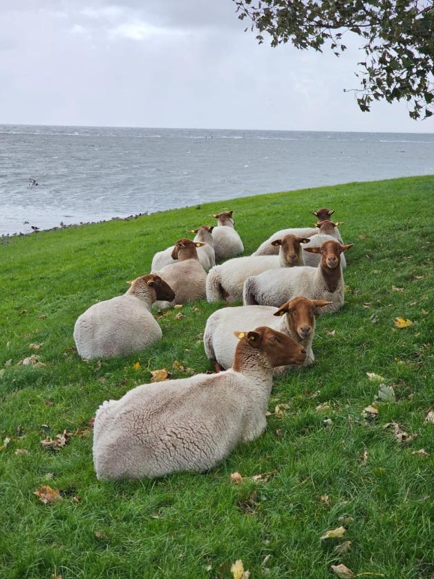 Herbststurm in Nordfriesland: Sturmflut erreicht die Halligen