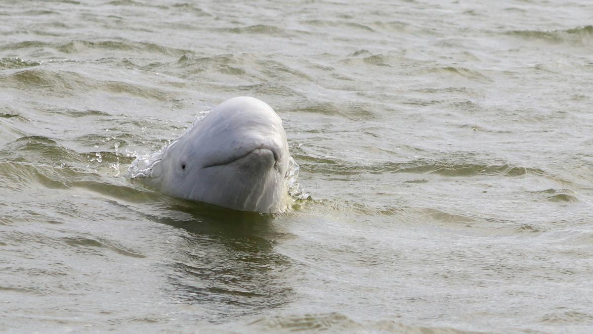 Weißer Wal bei Flensburg: Was macht ein Beluga in der Ostsee?