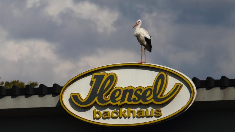 Neuzugang in Bruchmühlen: Storch „Paul“ begeistert Anwohner