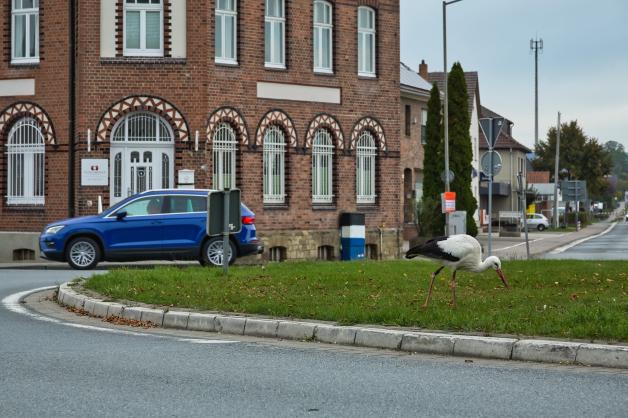 Neuzugang in Bruchmühlen: Storch „Paul“ begeistert Anwohner