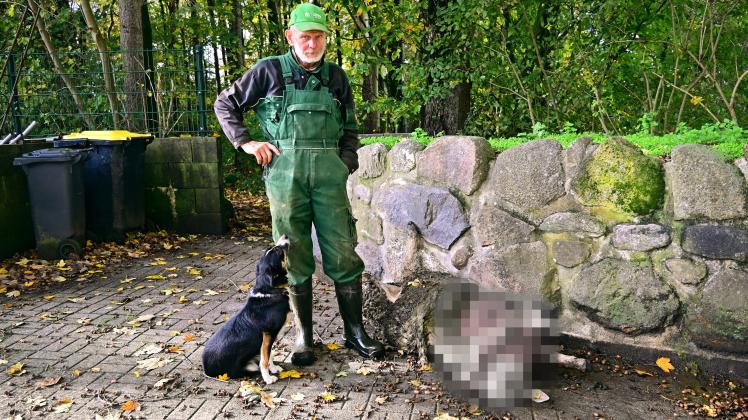 Angriff auf Schafe bei Rendsburg: Ein Tier tot, zwei verletzt