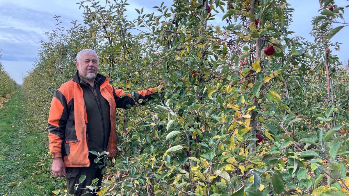 Warum ein Obstbauer wegen Uni Hannover 22.000 Bäume roden muss