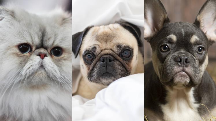 Qualzucht bei Hunden und Katzen: Ein Büdelsdorfer übt Kritik