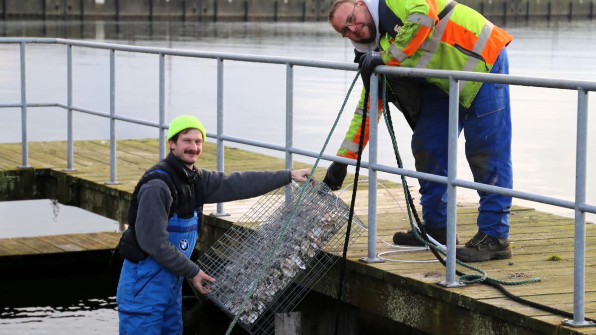 Erstmals in Deutschland: Biohuts schützen Fische in Eckernförde