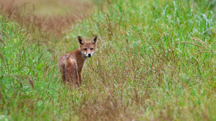 Fuchs beißt Mädchen in Northeimer Innenstadt