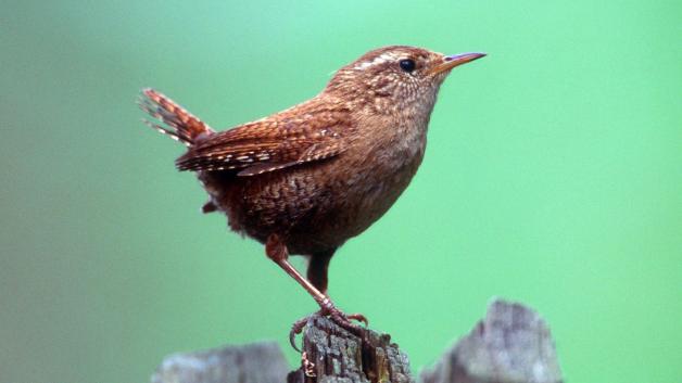 Tödliche Tradition: Silvester-Böllerei lässt Tiere leiden