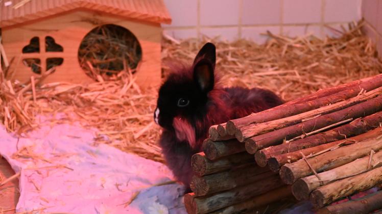 Bad Oldesloe: Herzlos-Halter setzen Kaninchen bei Minusgraden aus