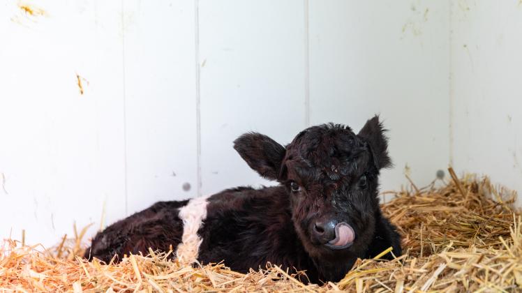 Winterwunder auf Amrum: Überraschendes Kalb bei Landwirt entdeckt