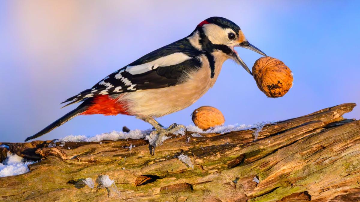 Guck mal, wer da hämmert!