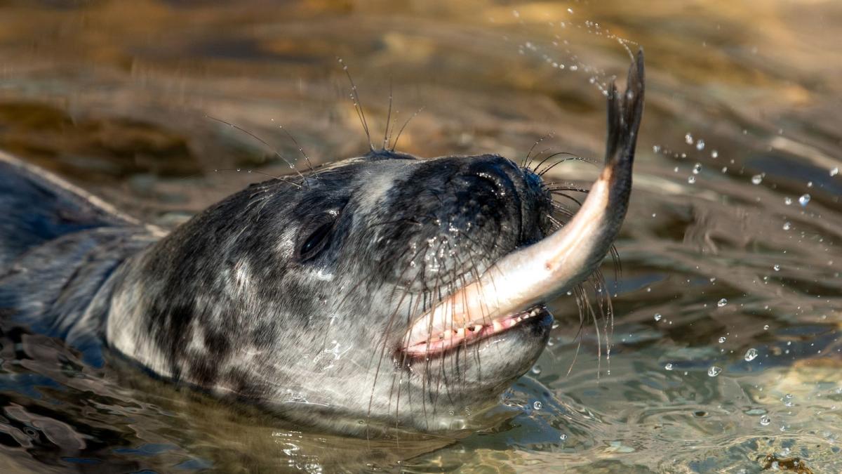 Viele Fische fressen