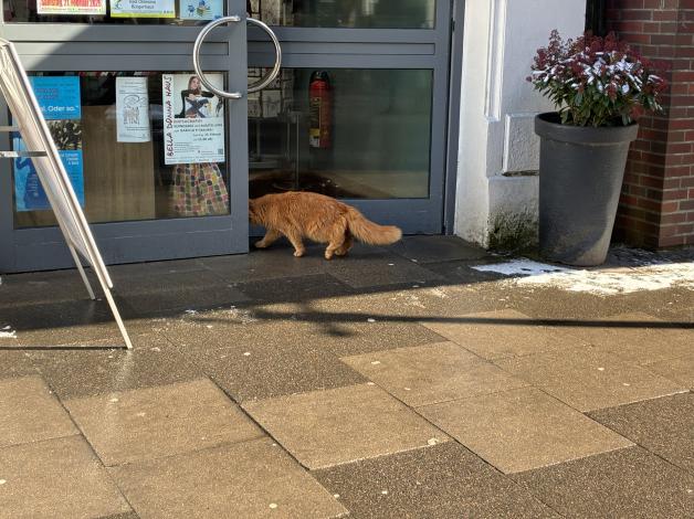 Bad Oldesloes Katzen-Promi: Warum die Stadt diesen Kater liebt