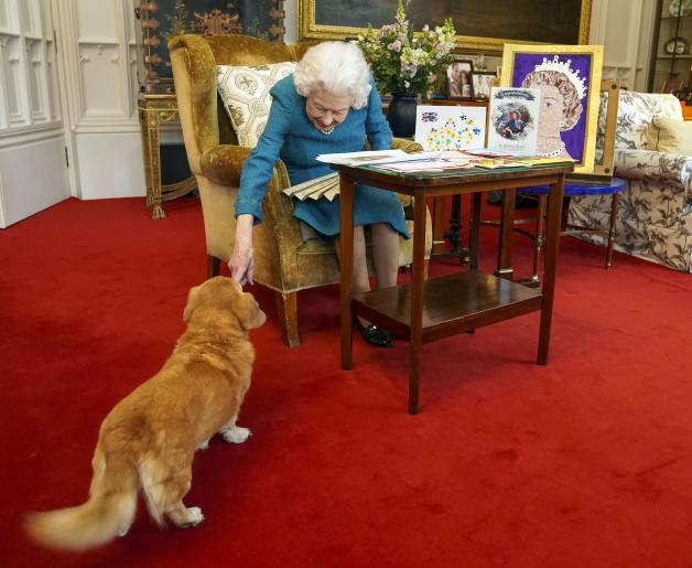 Großbritannien plant Zuchtregeln: Wird der Corgi verboten?