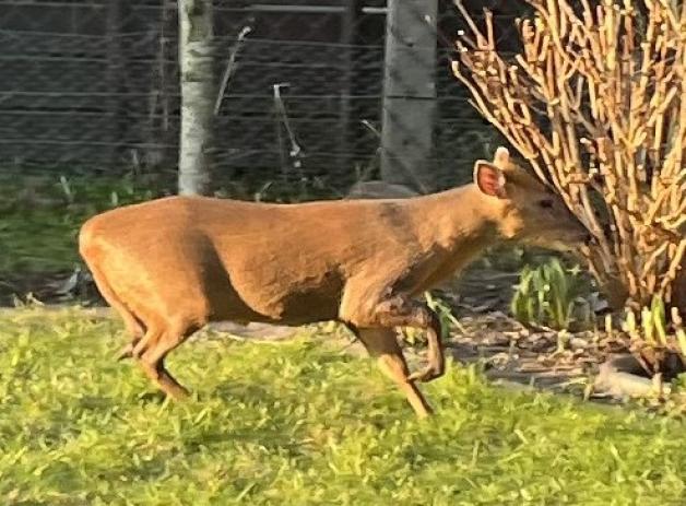 Invasive Muntjaks in Haselünne: Wie der Landkreis sie fangen will