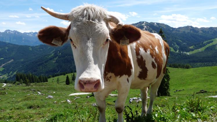 Kuh-Attacke beim Wandern: 67-Jährige stirbt in Österreich