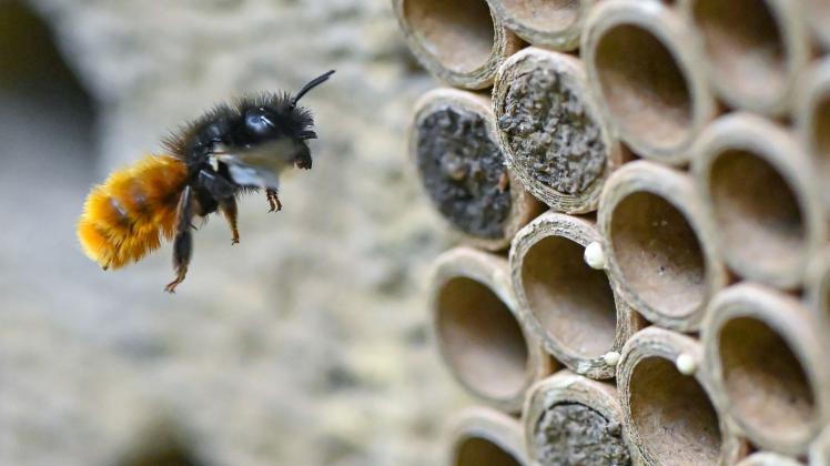 Insektenhotels für Wildbienen: Hilfreich oder sinnlos?