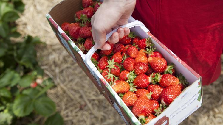 Erdbeeren pflücken in Ganderkesee: Start auf Hof Wempe am 3. Juni