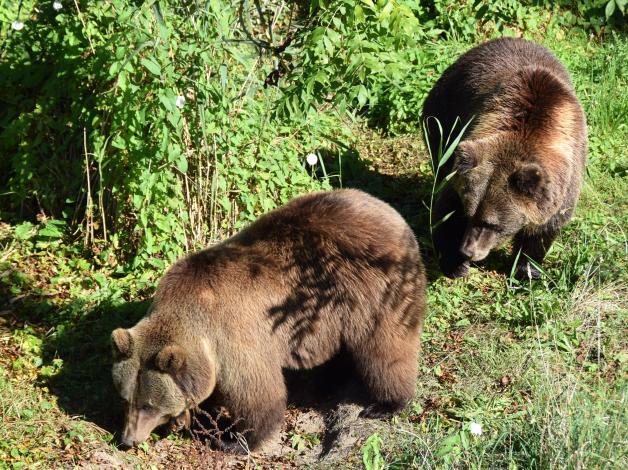 Wilde Tierwelt rund um Kappeln, Schlei und Angeln