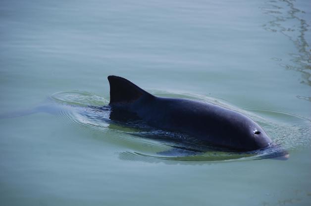 Wilde Tierwelt rund um Kappeln, Schlei und Angeln