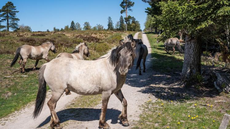 Ponys schaffen Lebensräume für andere Tiere