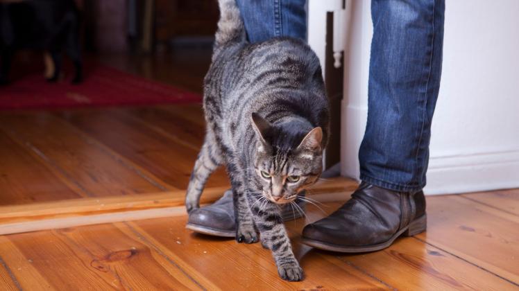 Die Sprache der Katzen verstehen